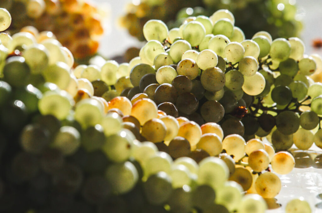 Verdicchio - Vignamato